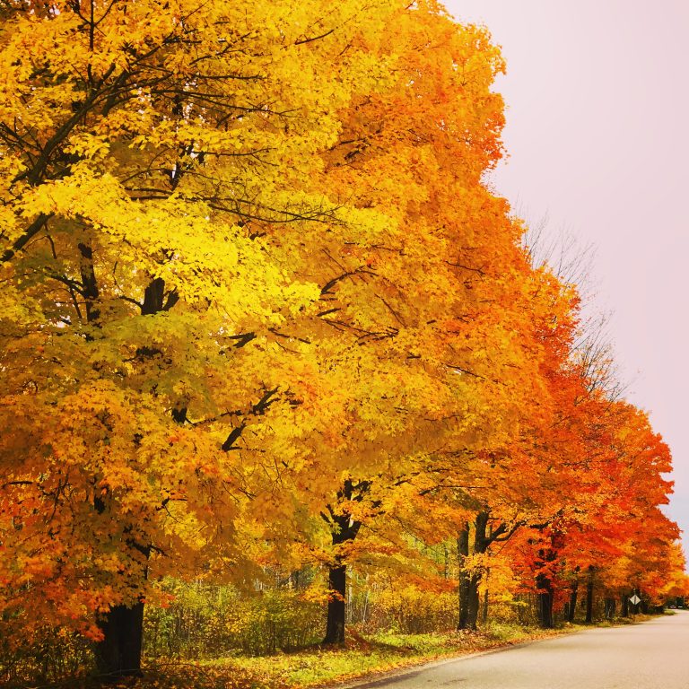 Visit Forest County | North Central Wisconsin